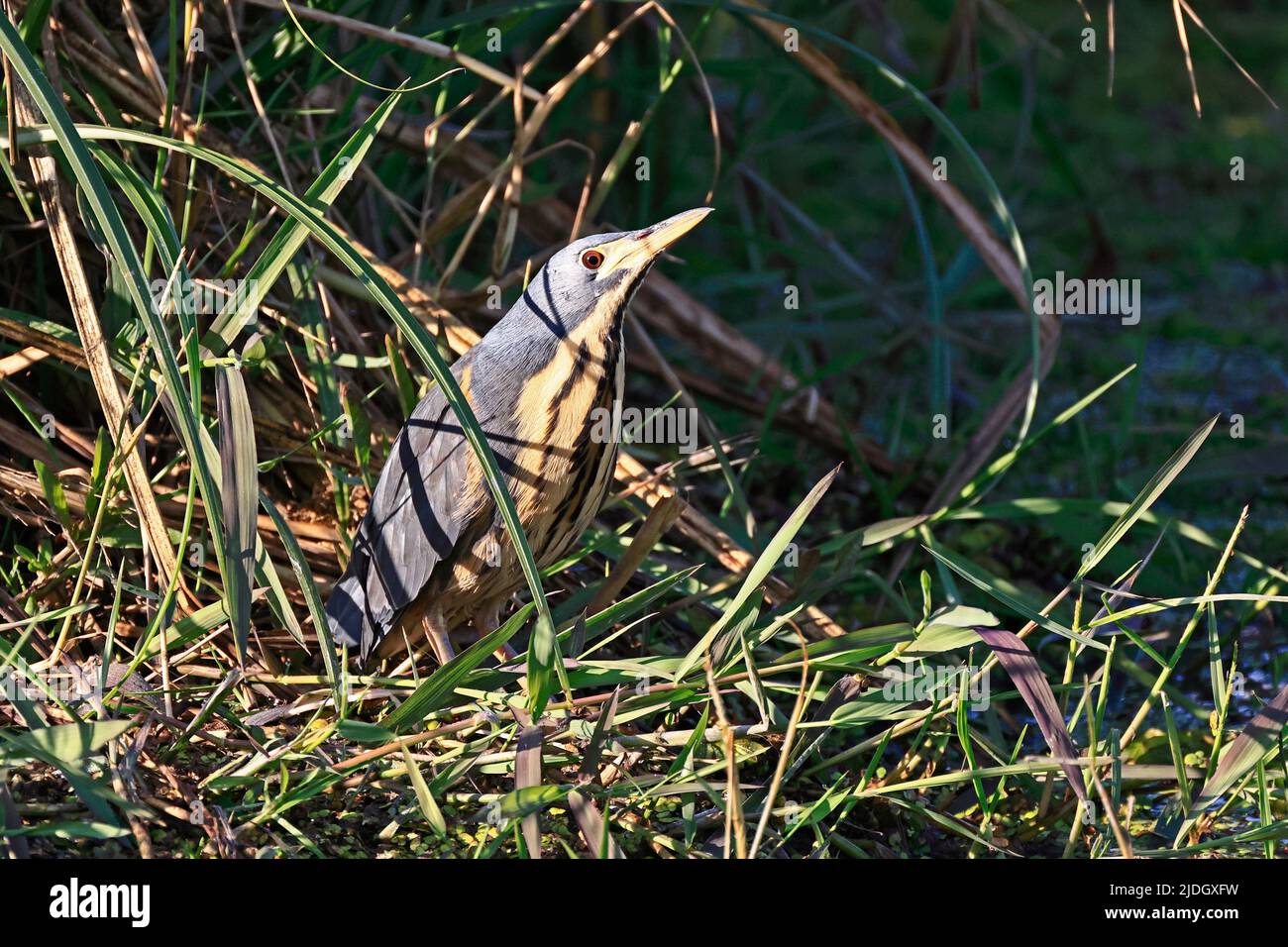 Dwarf Bittern at Moremi Botswana Stock Photo - Alamy