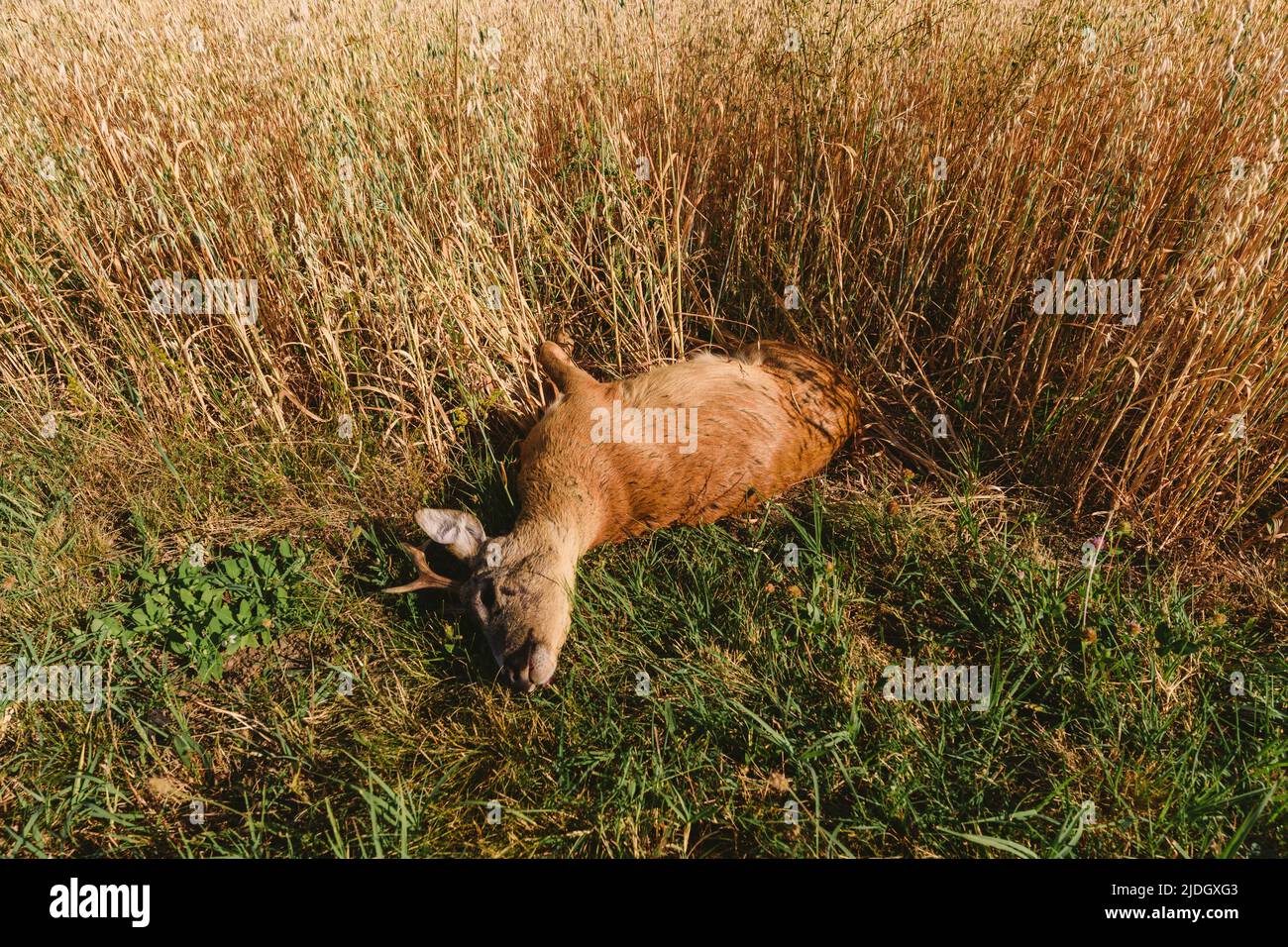 Cadaver fauna hi-res stock photography and images - Alamy