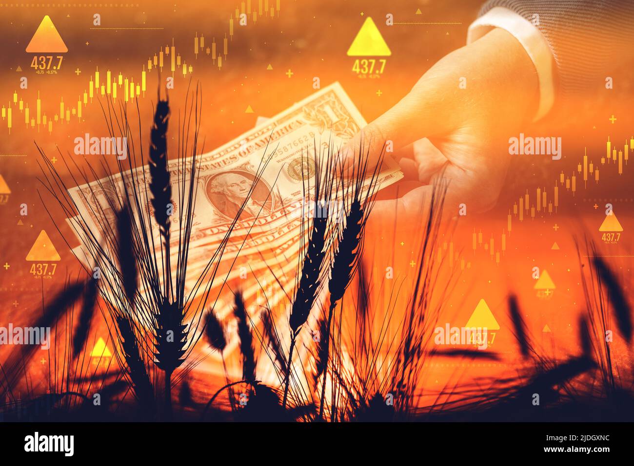 Wheat commodity price increase, conceptual image with cereal crops ...
