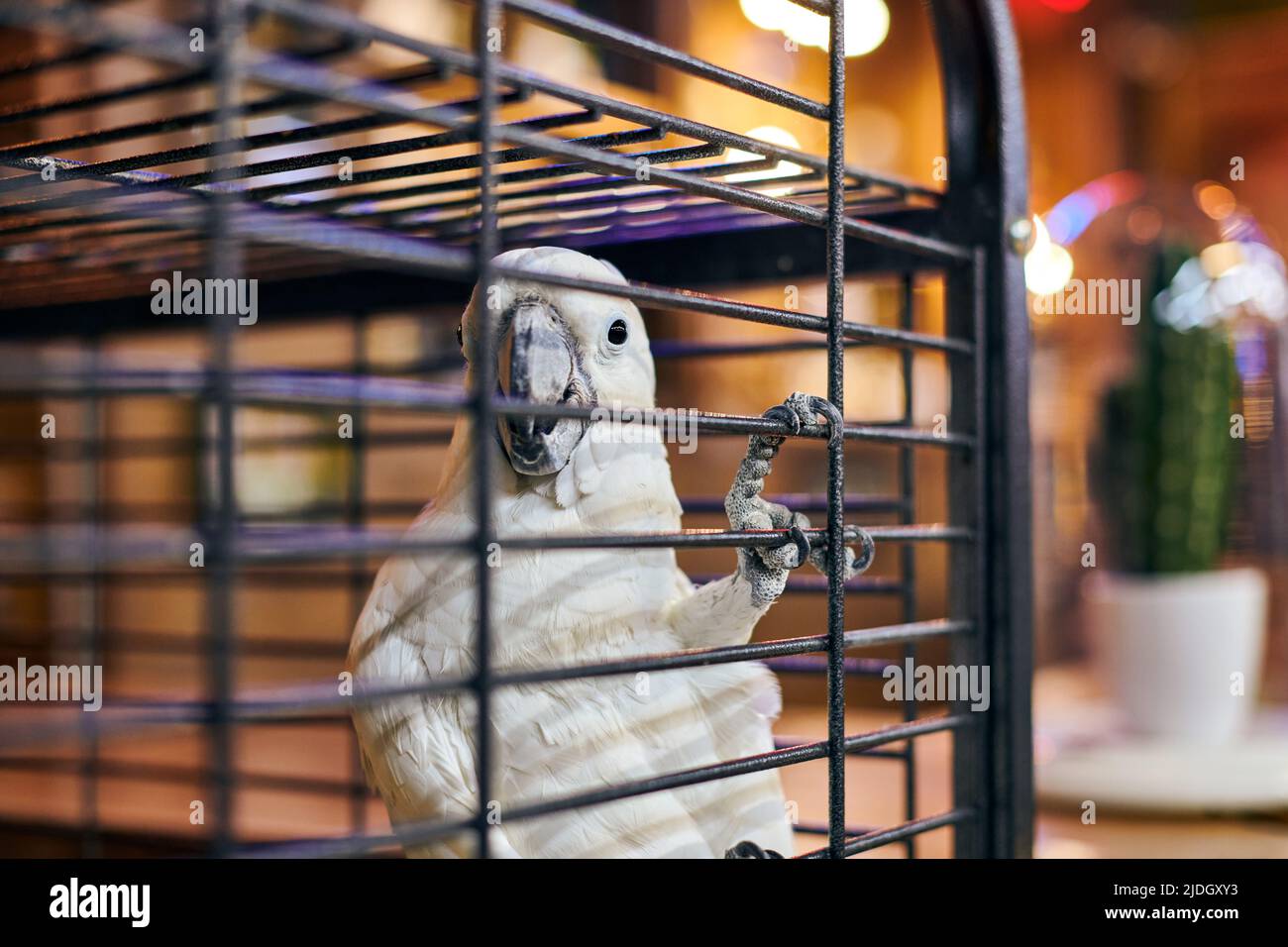 Cute white Cacatua cockatoo parrot in cage in cafe interior background ...