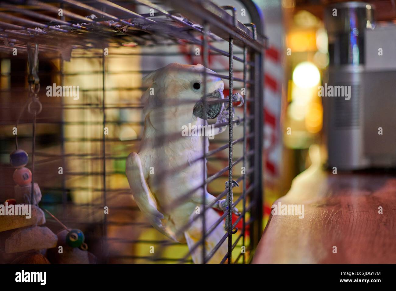 Cute white Cacatua cockatoo parrot in cage in cafe interior background ...