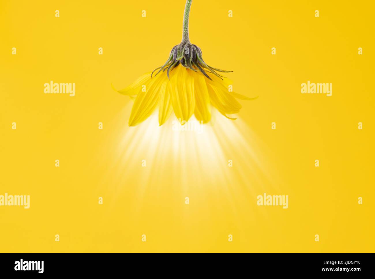 Yellow flower bud of topinambur on yellow background with light ...