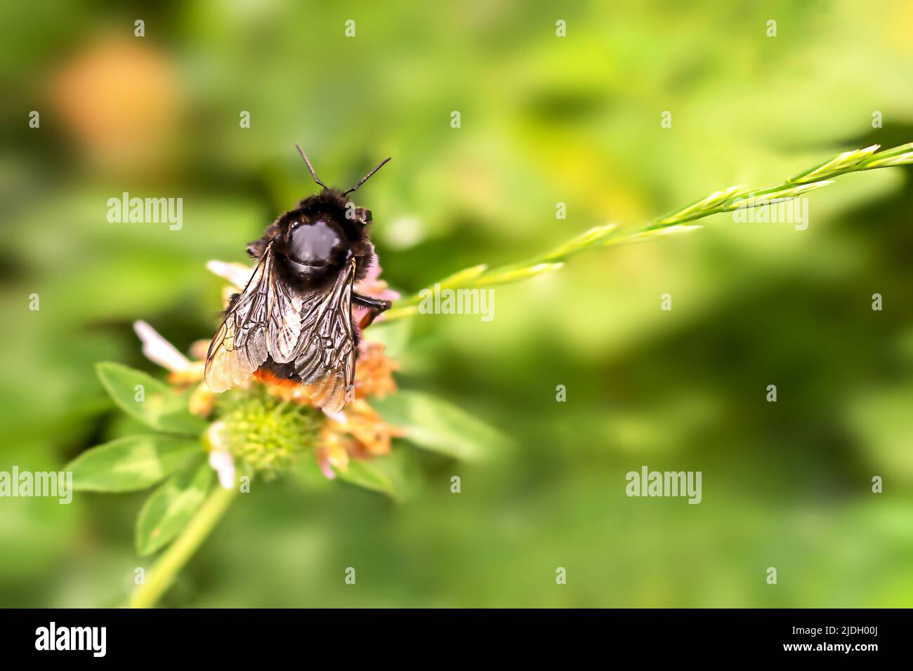 Close-up of a bumblebee on a clover flower in nature against a blurred ...