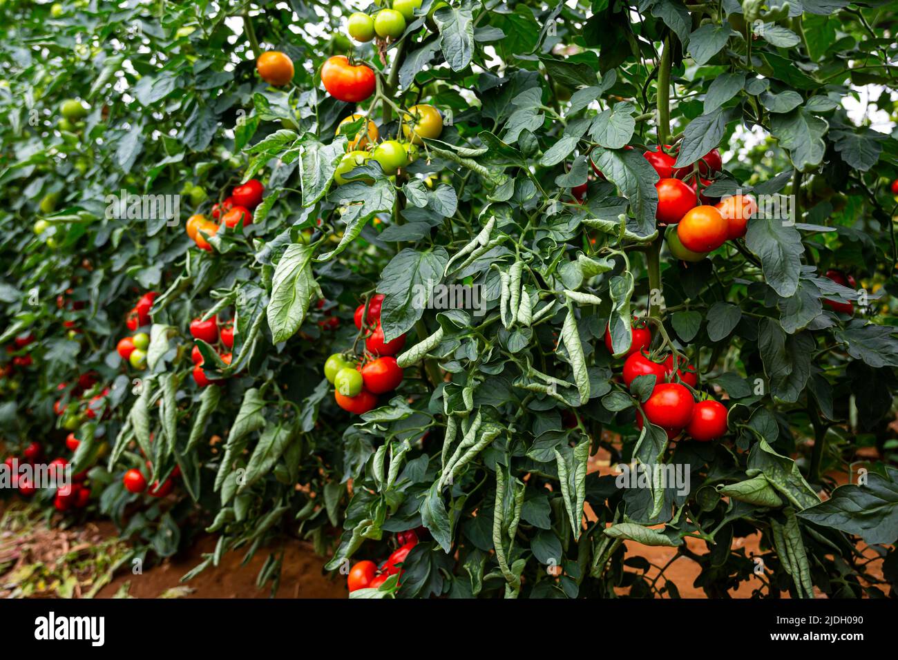 Greenhouse with rows of ripe red tomatoes plants Stock Photo - Alamy