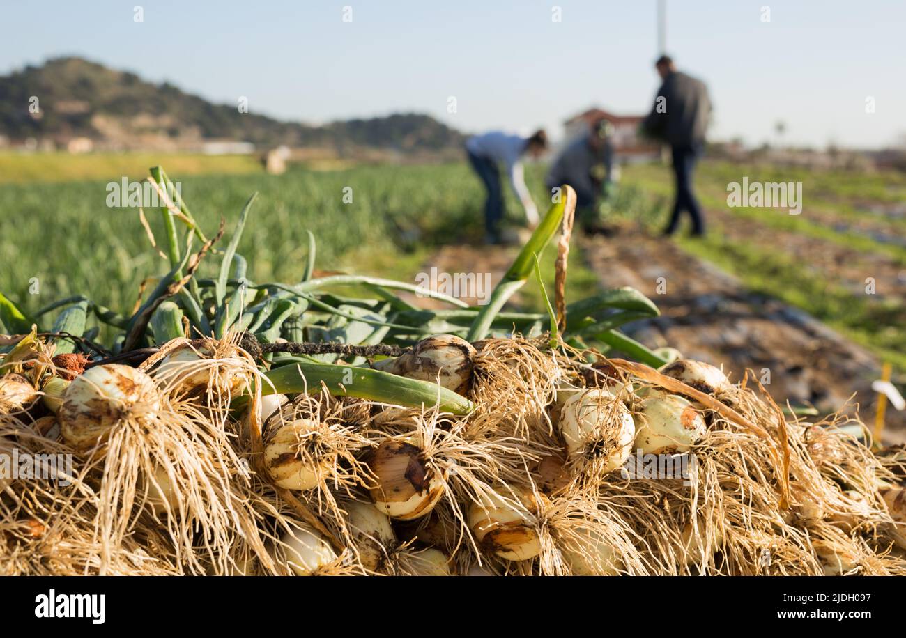 Pile of freshly picked green onions Stock Photo - Alamy
