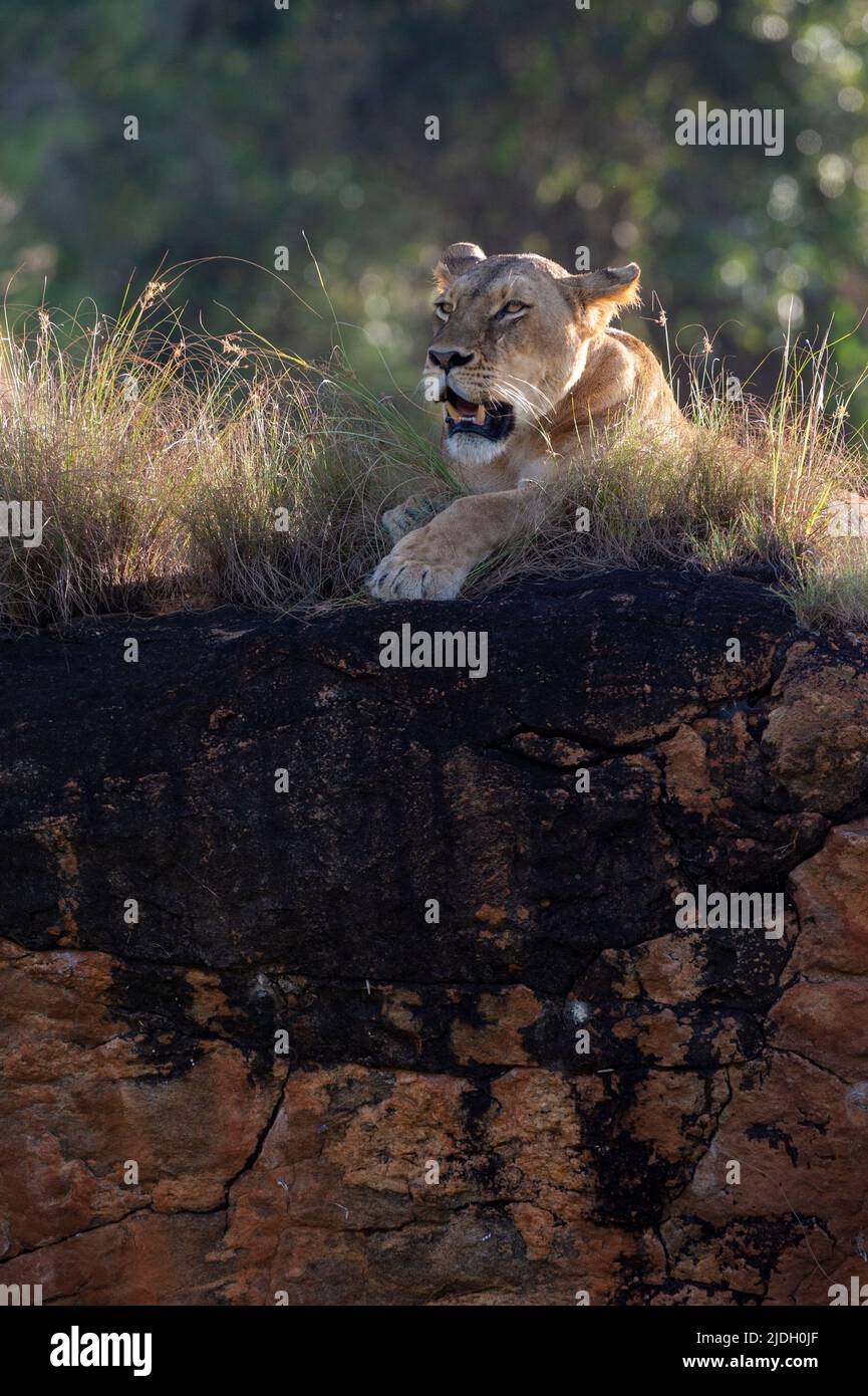 Henna Lion King Movie