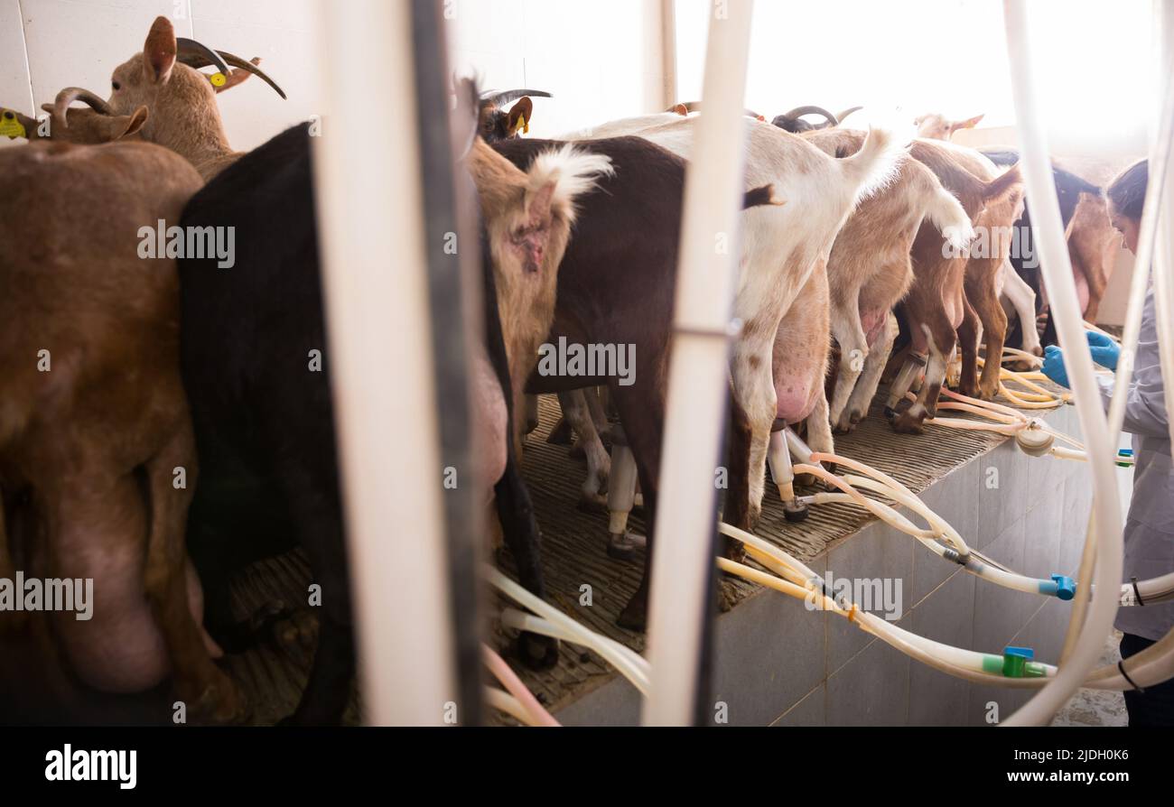 Milking clusters hi-res stock photography and images - Alamy