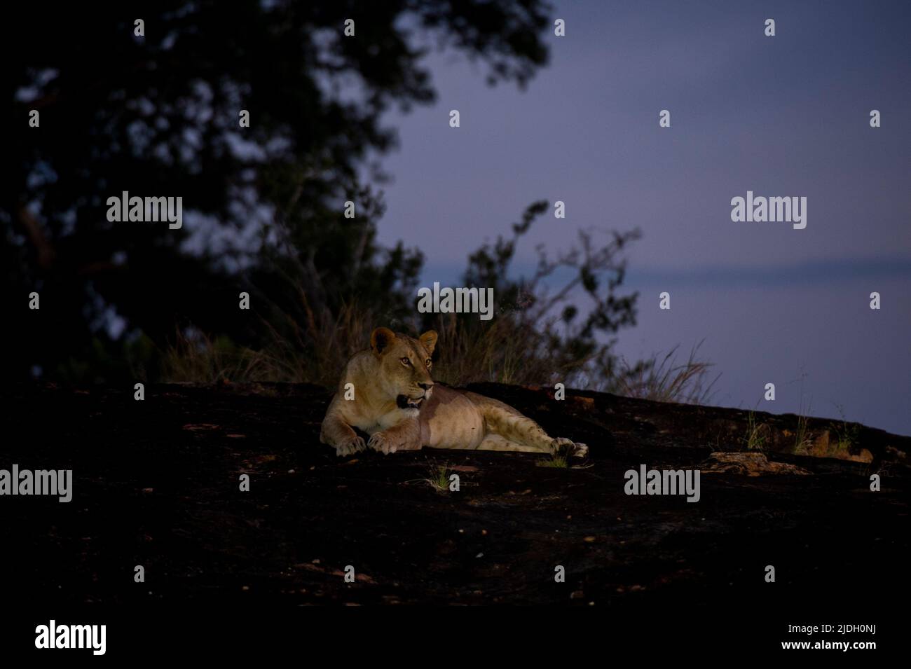 Lioness on rock night hi-res stock photography and images - Alamy