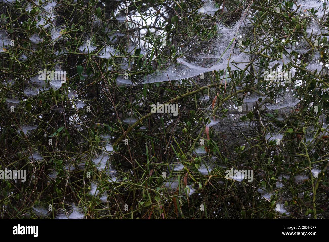 Spider nets, Lualenyi, Tsavo Conservation Area, Kenya Stock Photo - Alamy