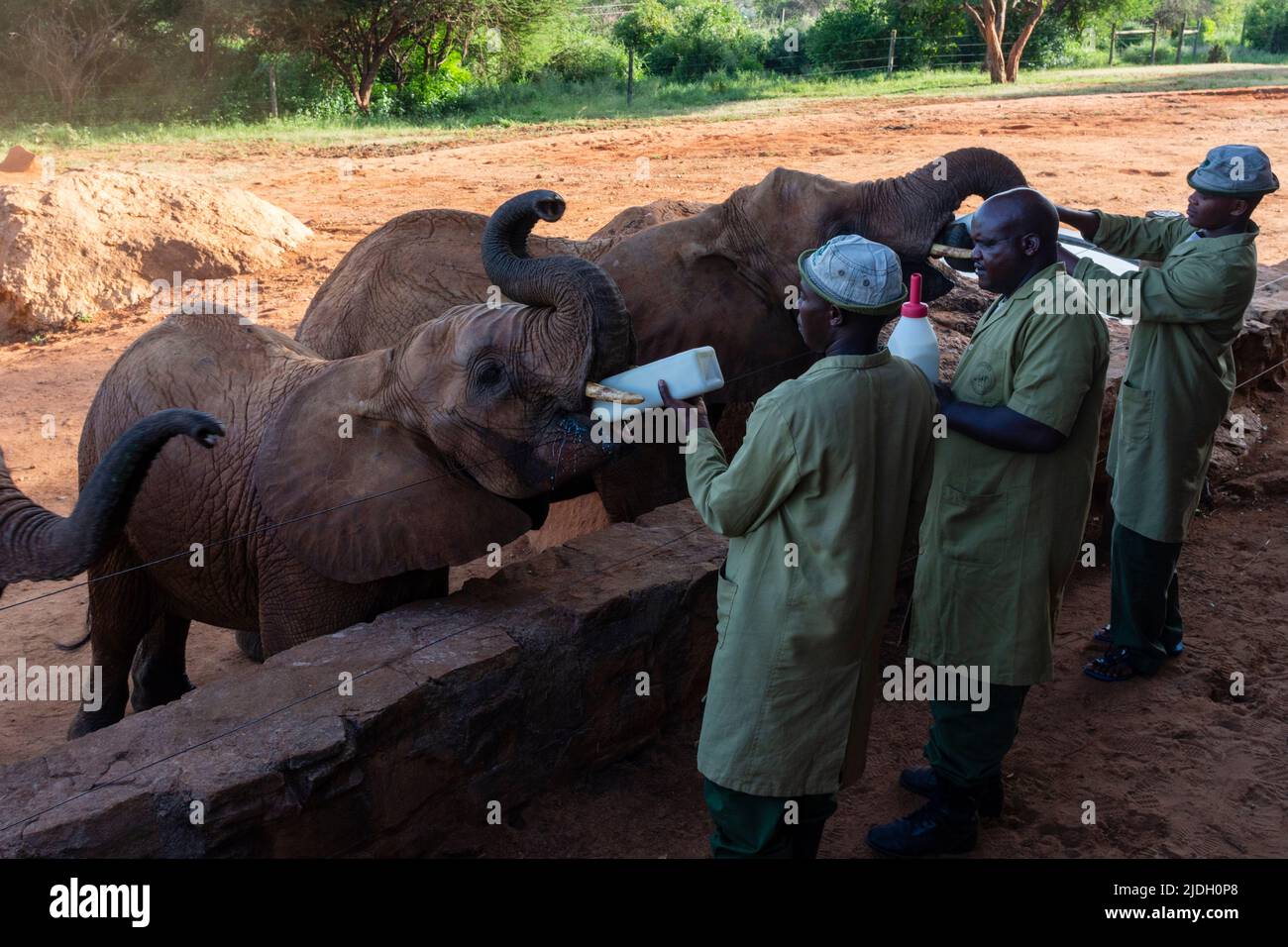 David Sheldrick Wildlife Trust rescue center, Voi, Tsavo Conservation ...