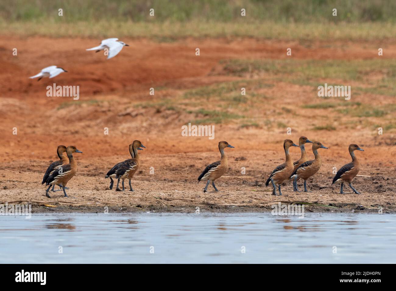 Lake Jipe, Tsavo West National Park, Kenya Stock Photo - Alamy