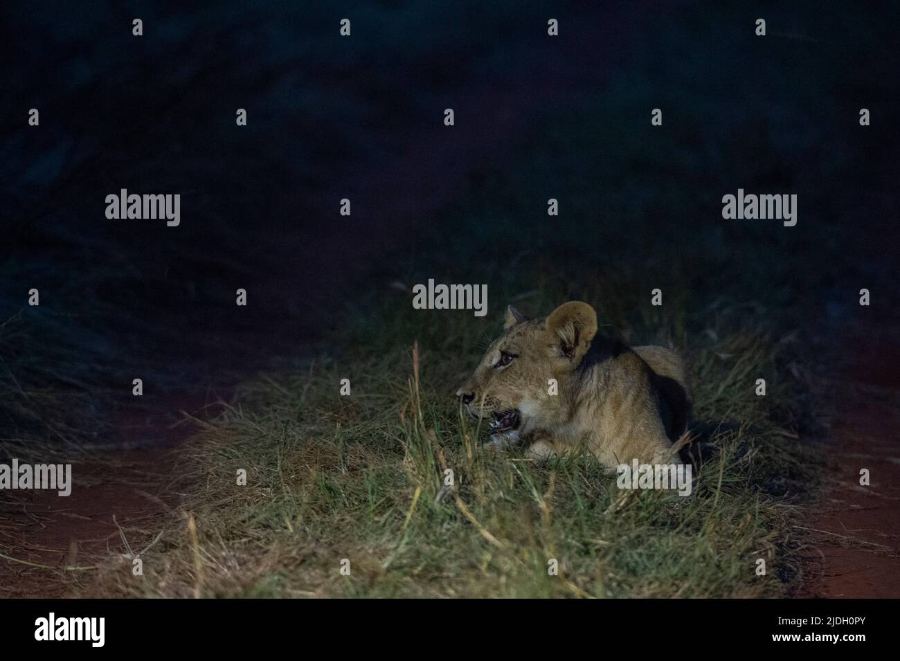 Lion cub (Panthera leo) at night, Lualenyi, Tsavo Conservation Area ...