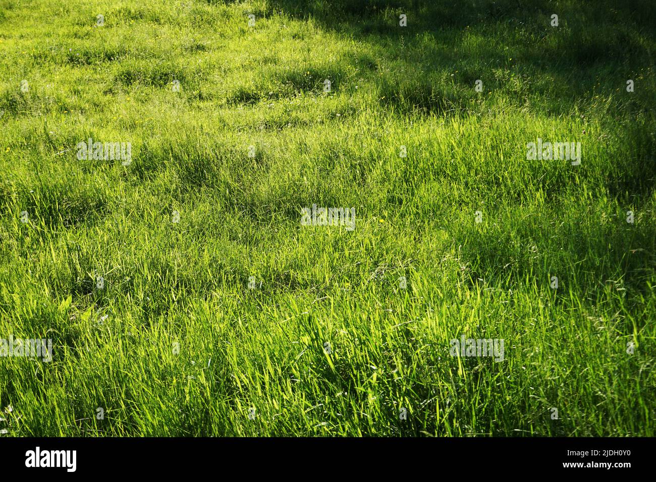 Grass plat hi-res stock photography and images - Alamy