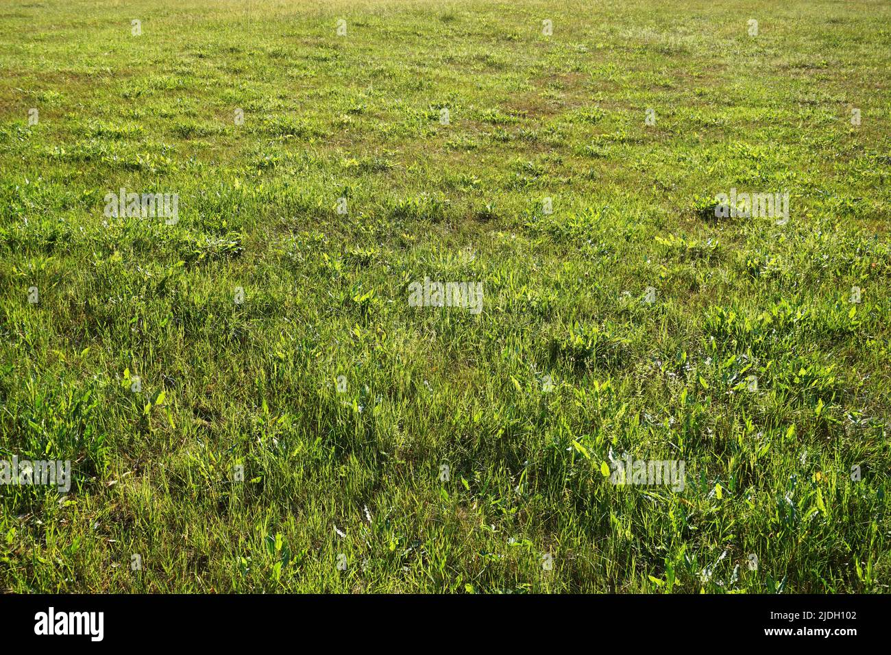 Grass on meadow in summer Stock Photo - Alamy
