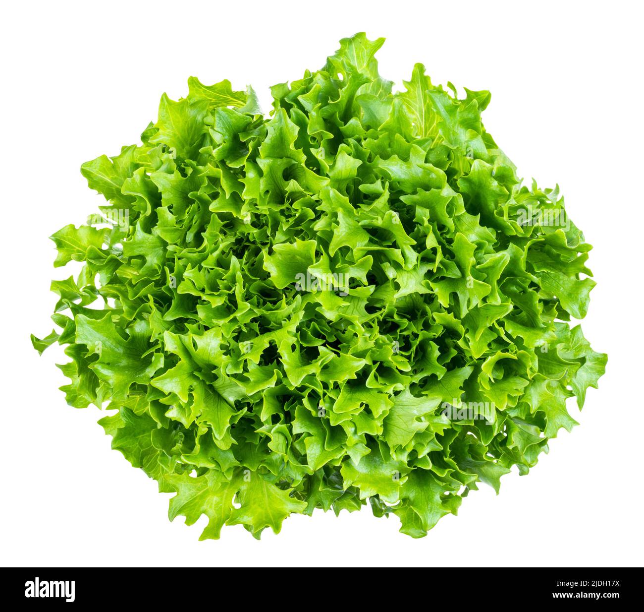 Endive chicory cichorium endivia hi-res stock photography and images ...