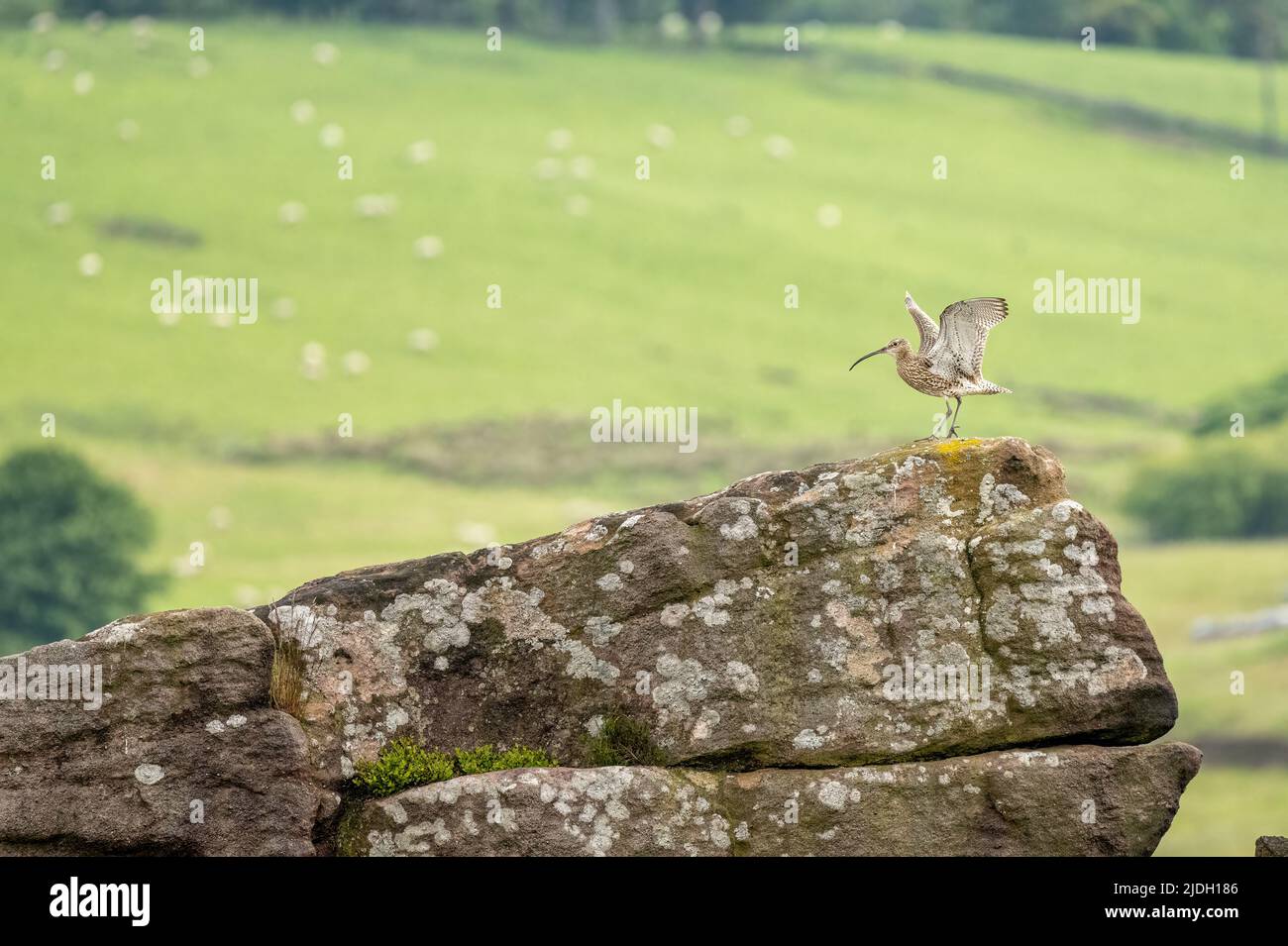 Eurasian Curlew, or common curlew Numenius arquata. A large European ...