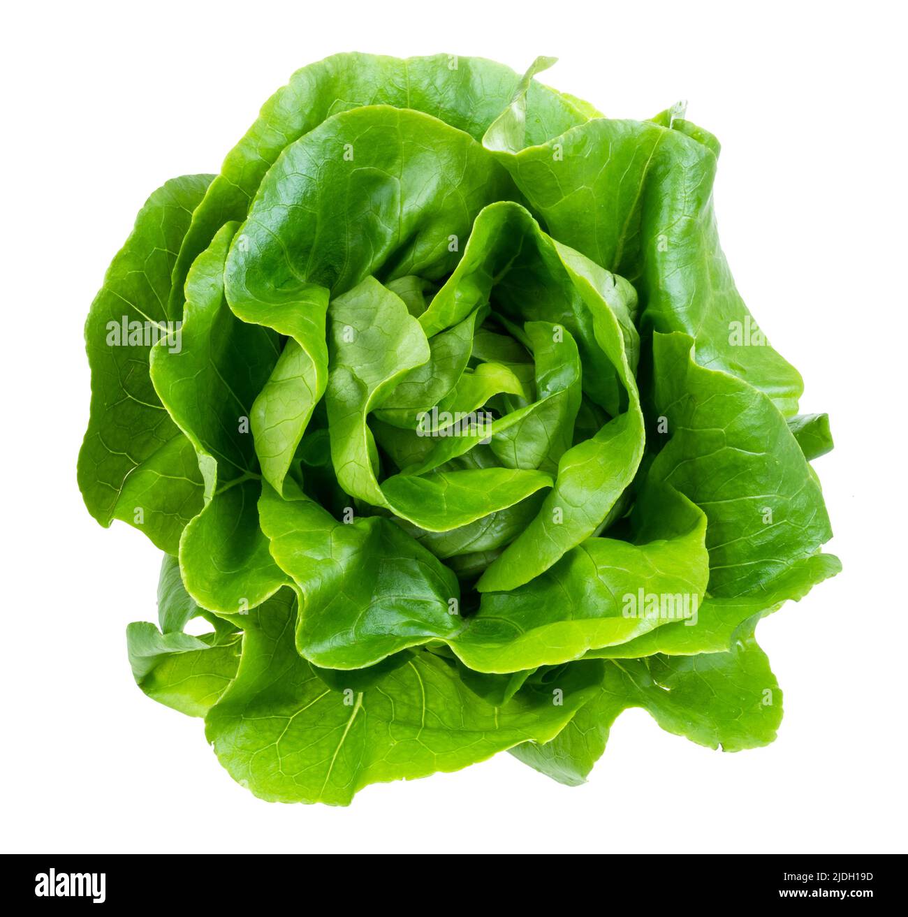 above view of head of boston lettuce cutout on white background Stock ...
