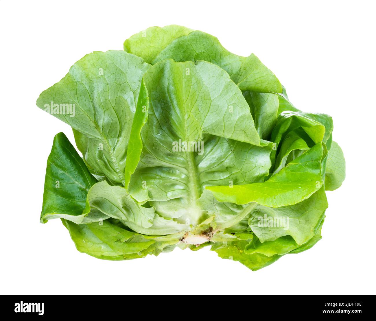 side view of fresh green butterhead lettuce cutout on white background ...