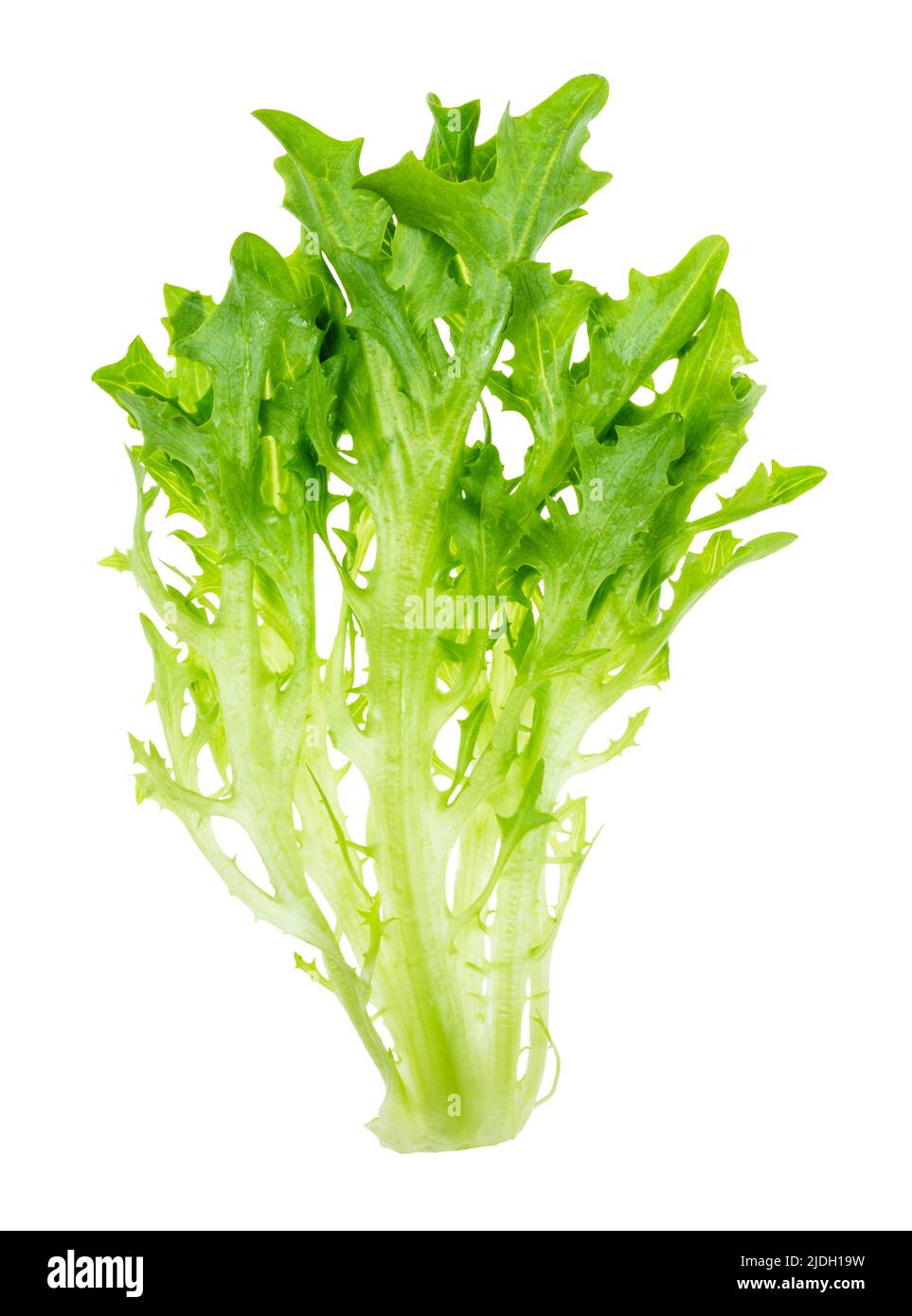 fresh twig endive lettuce cutout on white background Stock Photo - Alamy