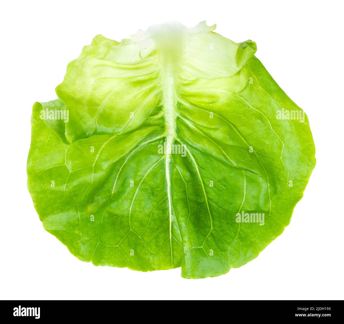 fresh leaf of butterhead lettuce cutout on white background Stock Photo ...