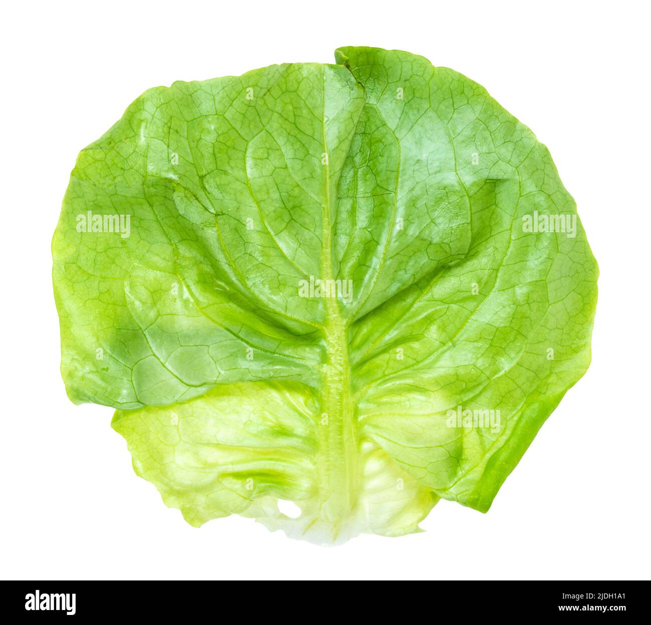 single natural leaf of boston lettuce cutout on white background Stock ...