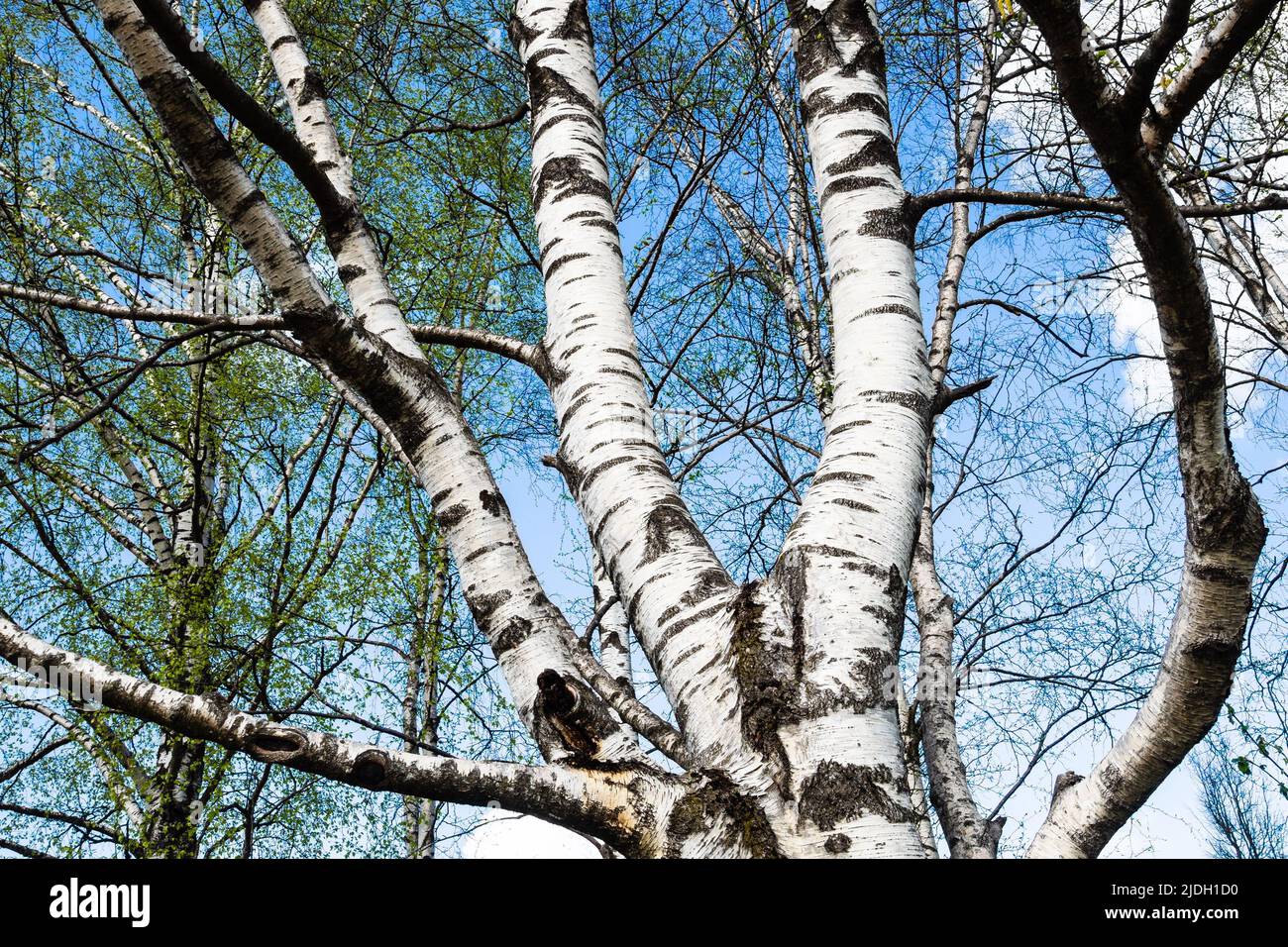 young green leaves and white trunks of old birch tree in spring Stock ...