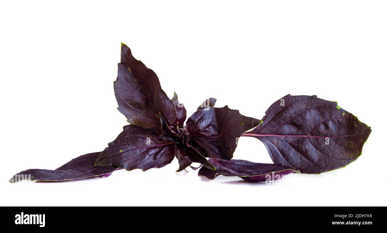 Dark red basil hi-res stock photography and images - Alamy