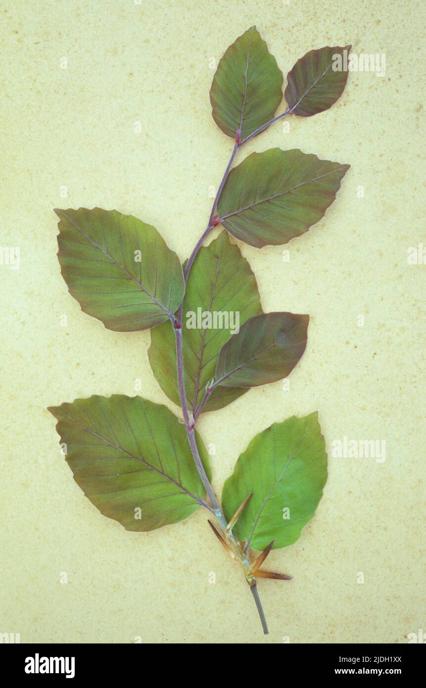 Spray of spring fresh green and purple leaves of Copper beech or Fagus ...