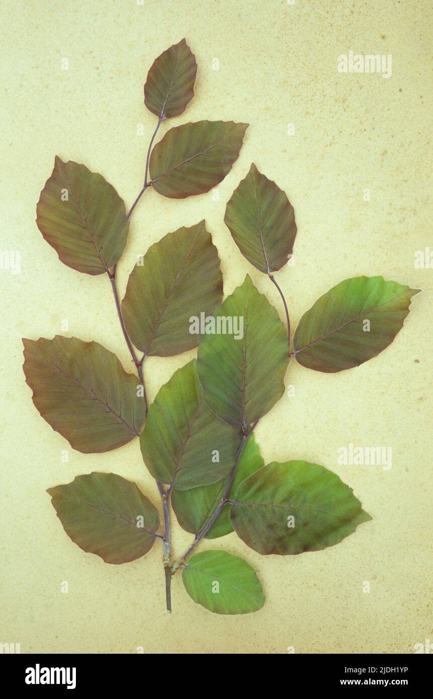 Spray of spring fresh green and purple leaves of Copper beech or Fagus ...