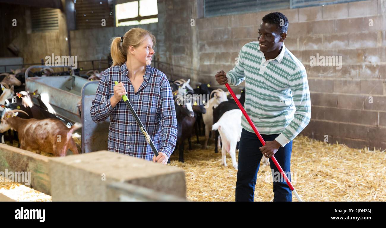 People working in goat stall Stock Photo - Alamy