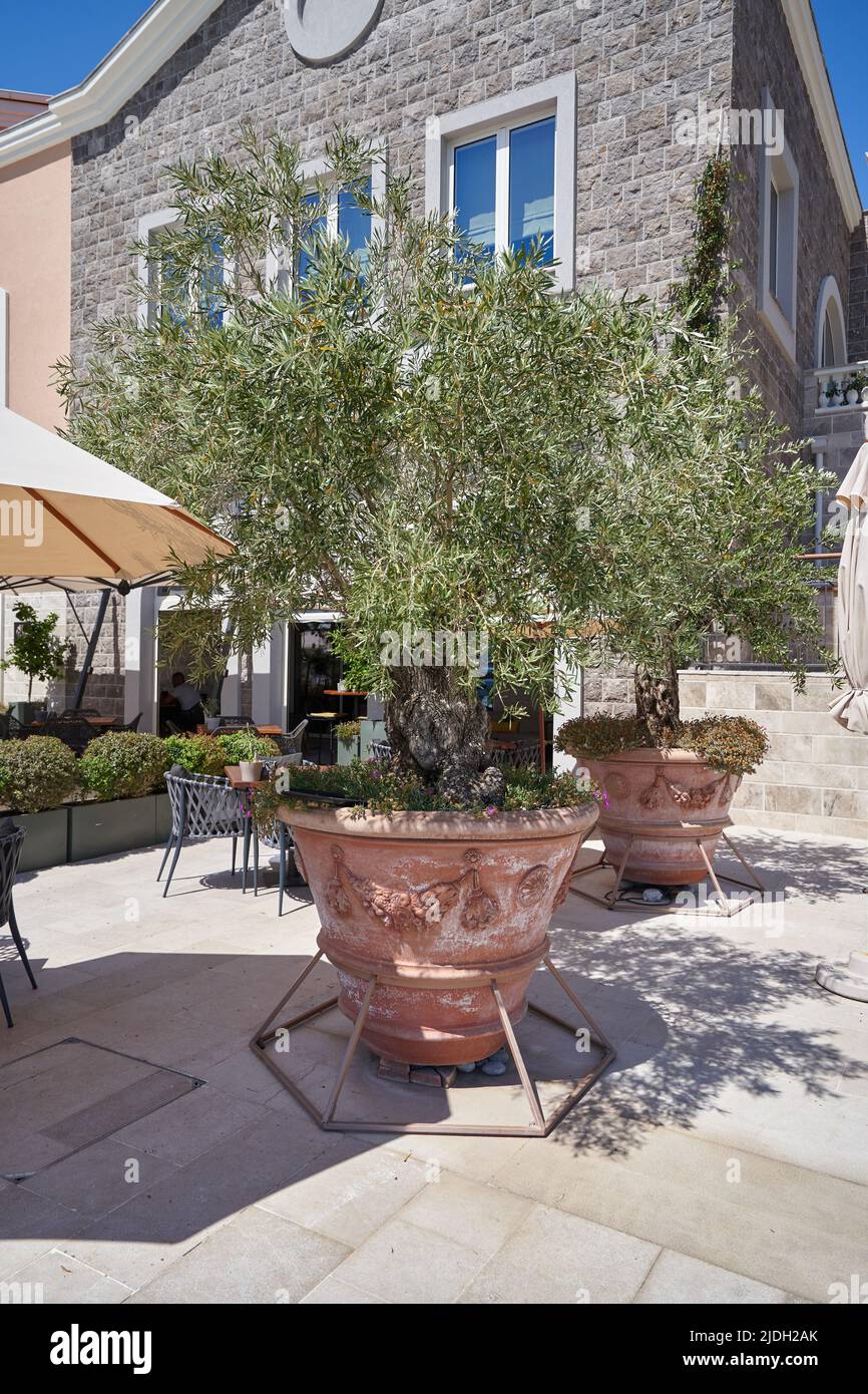 Large olive tree in pot hi-res stock photography and images - Alamy