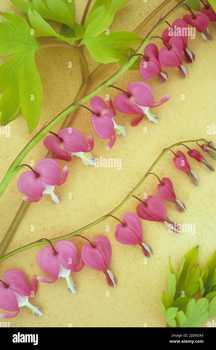 Pink and white flowers of Bleeding heart or Dicentra Gold heart lying ...