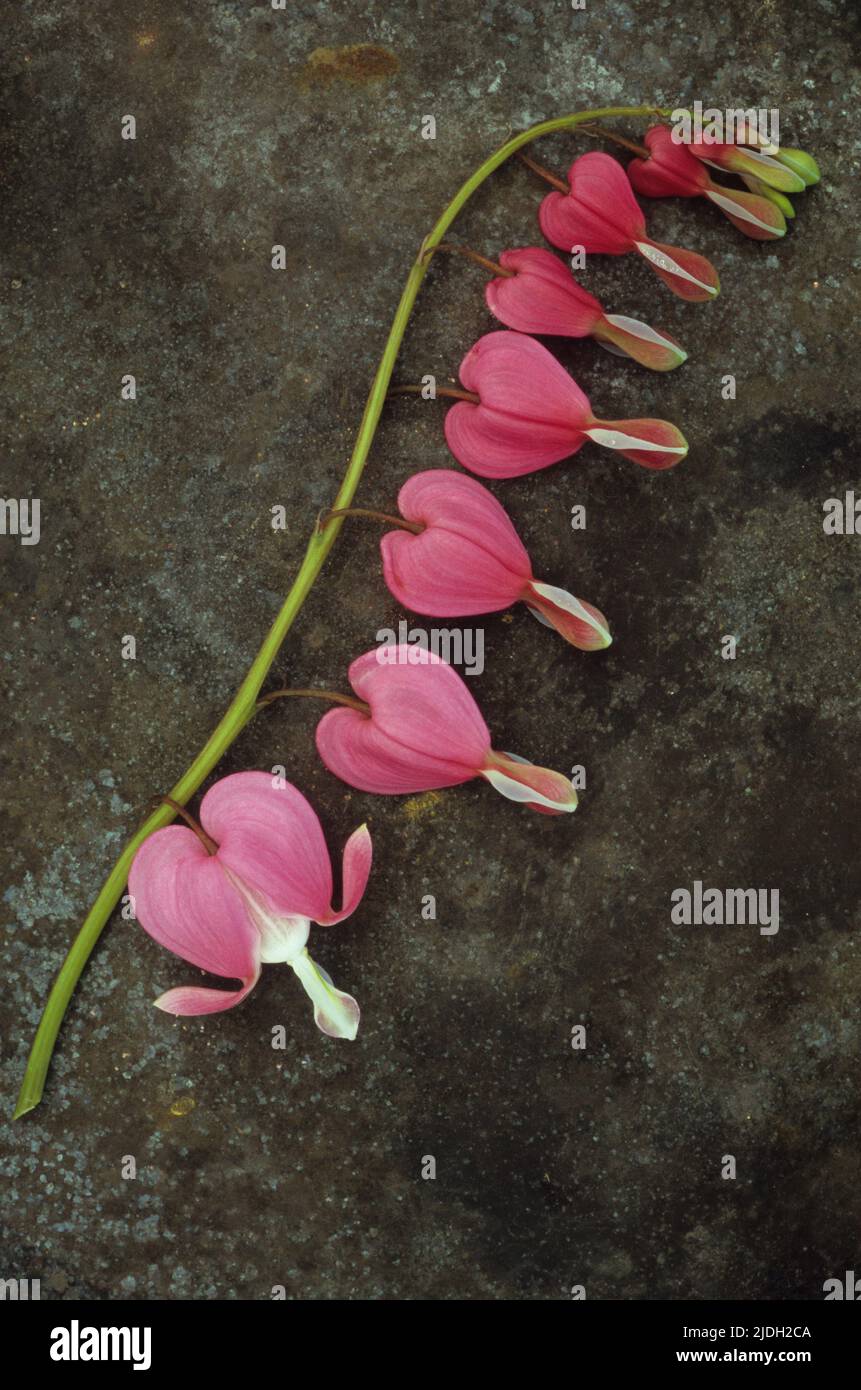 Stem of pink and white flowers of Bleeding heart or Dicentra Gold heart ...