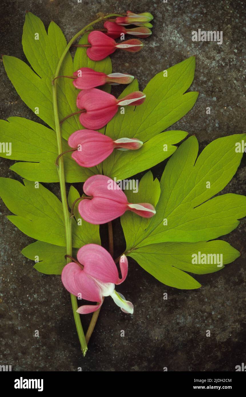 Stem of pink and white flowers of Bleeding heart or Dicentra Gold heart ...