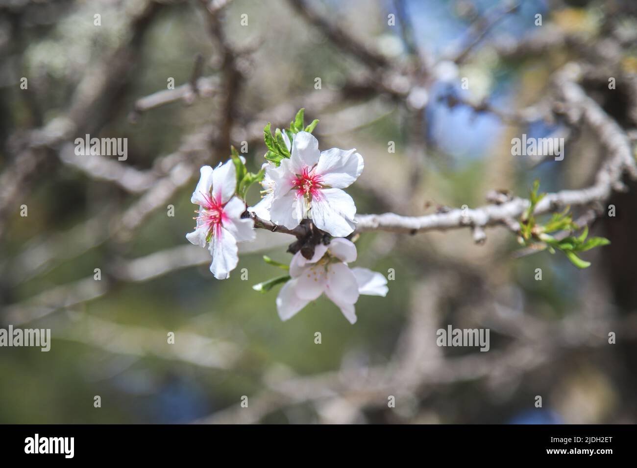 Cherry almond pink flowers hi-res stock photography and images - Alamy