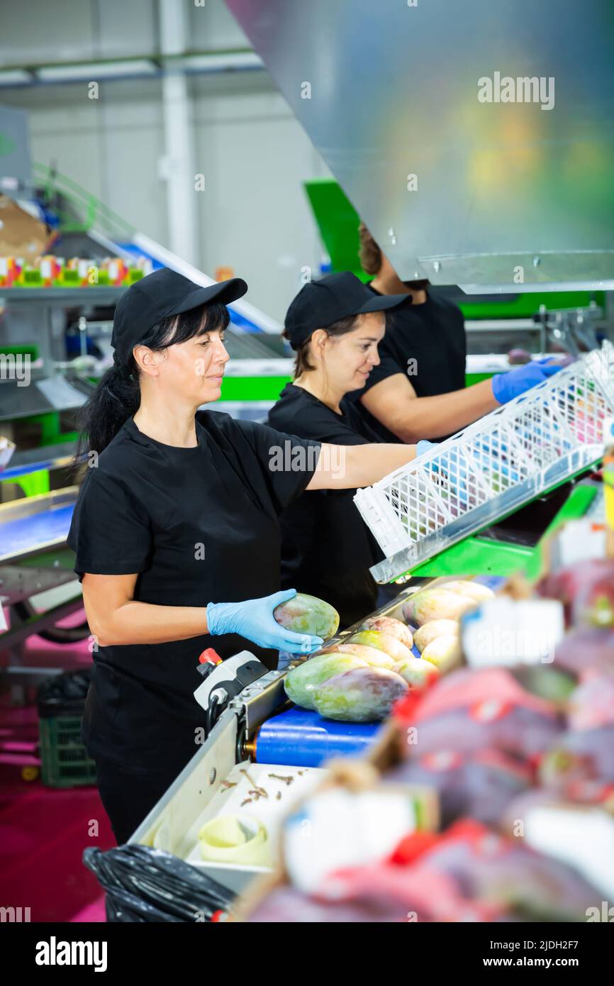 People sorting mango at fruits production facility Stock Photo - Alamy