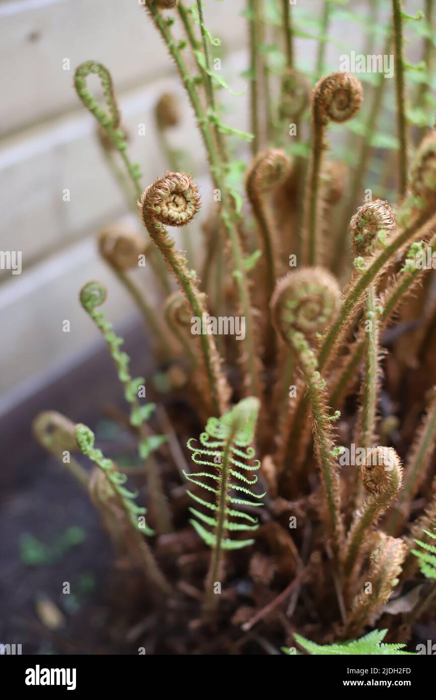 Tree ferns garden hi-res stock photography and images - Alamy