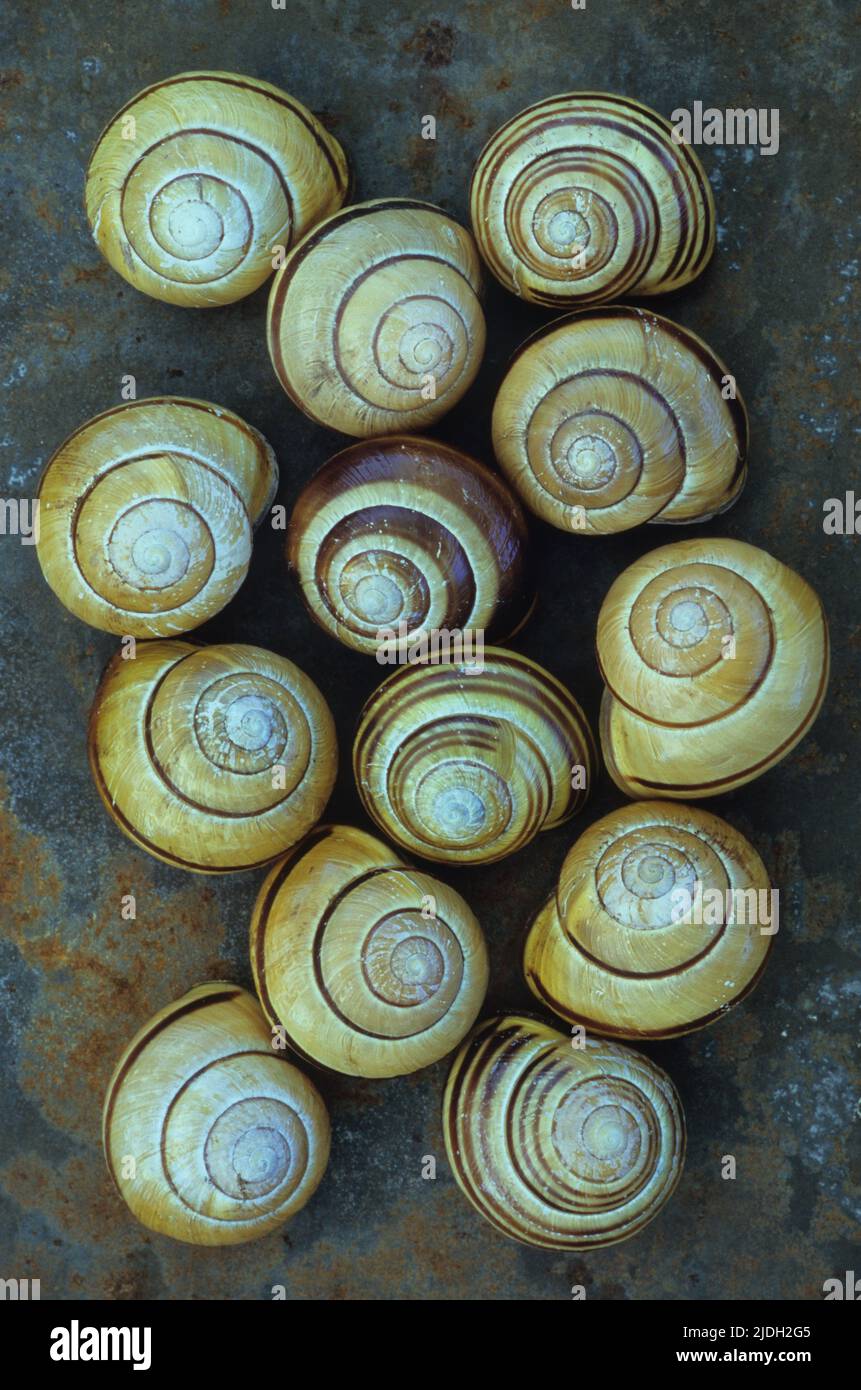 Markings unique on each individual hi-res stock photography and images ...