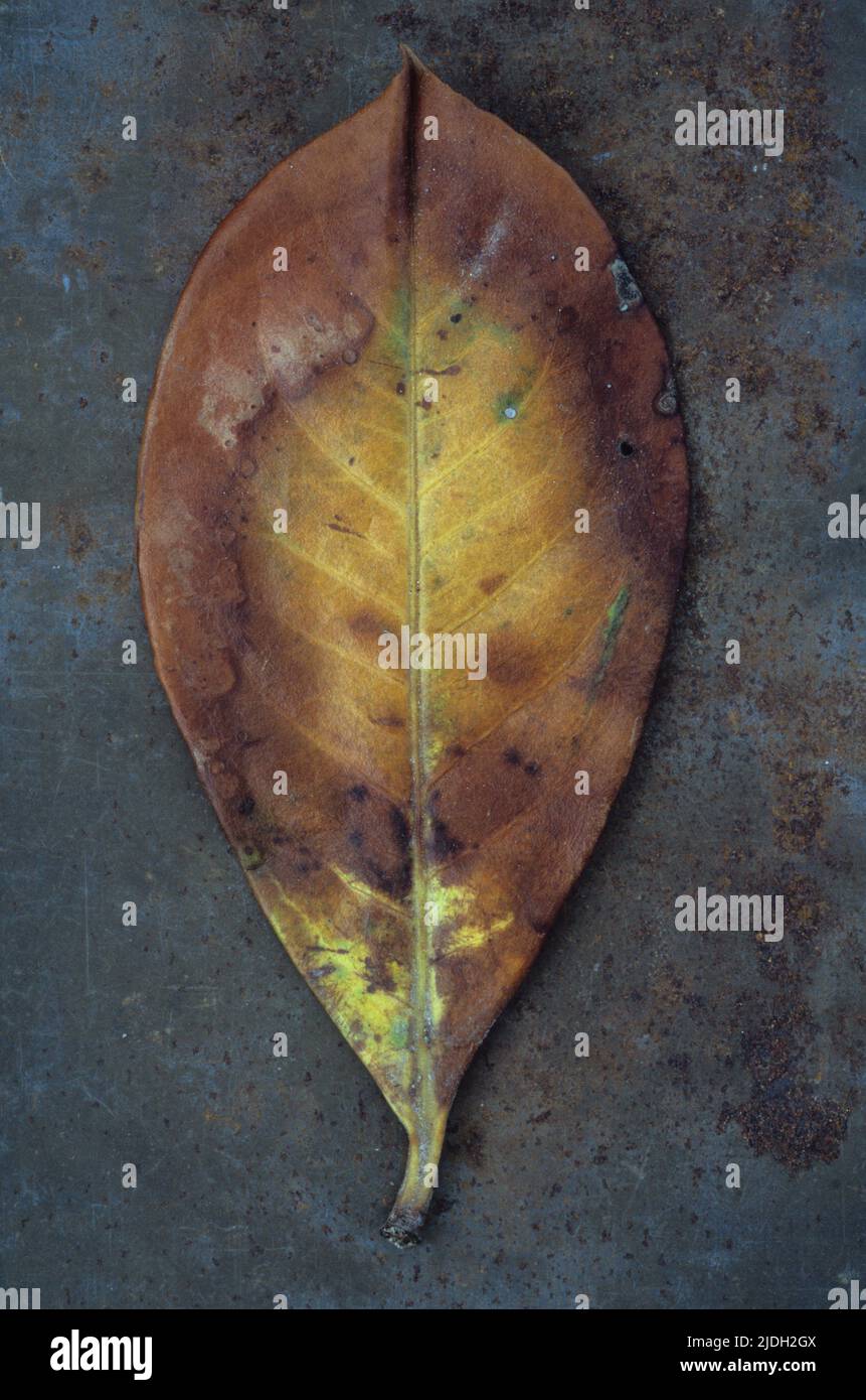 Laurel sheet hi-res stock photography and images - Alamy