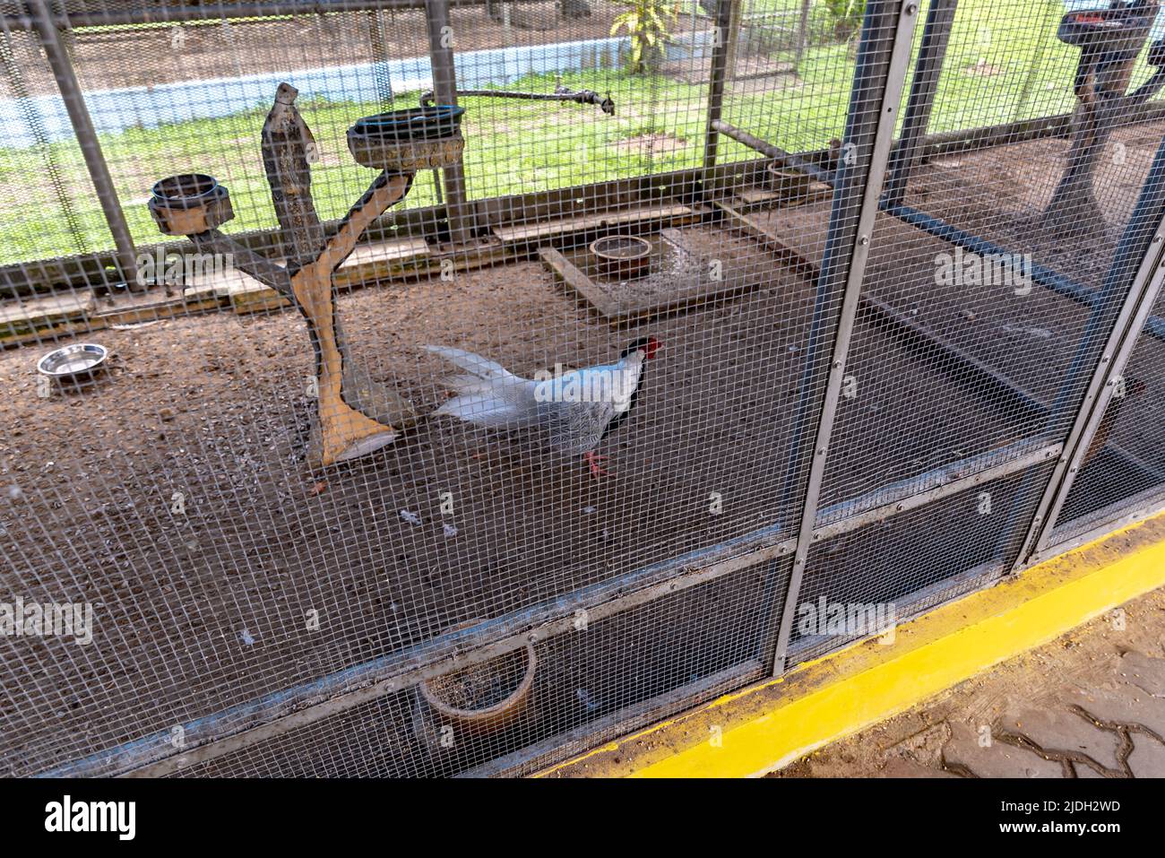 Labuan, Malaysia-June 10, 2021: View of the Labuan Bird Park is a bird ...