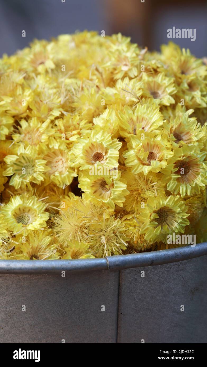 dried yellow flowers in pots Stock Photo - Alamy
