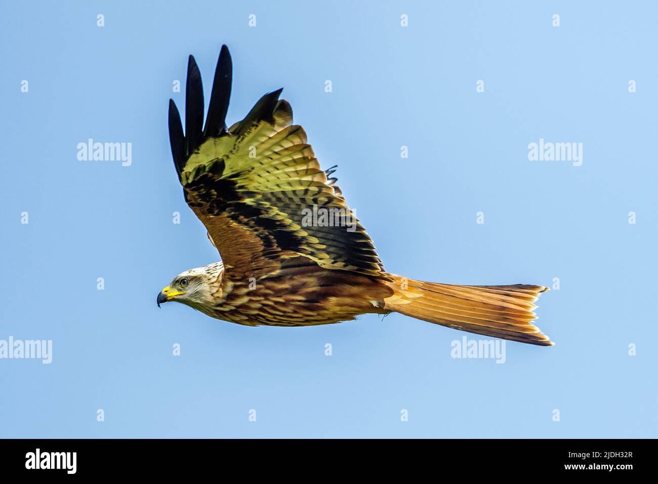 red kite (Milvus milvus), in flight, side view, Germany, Baden ...