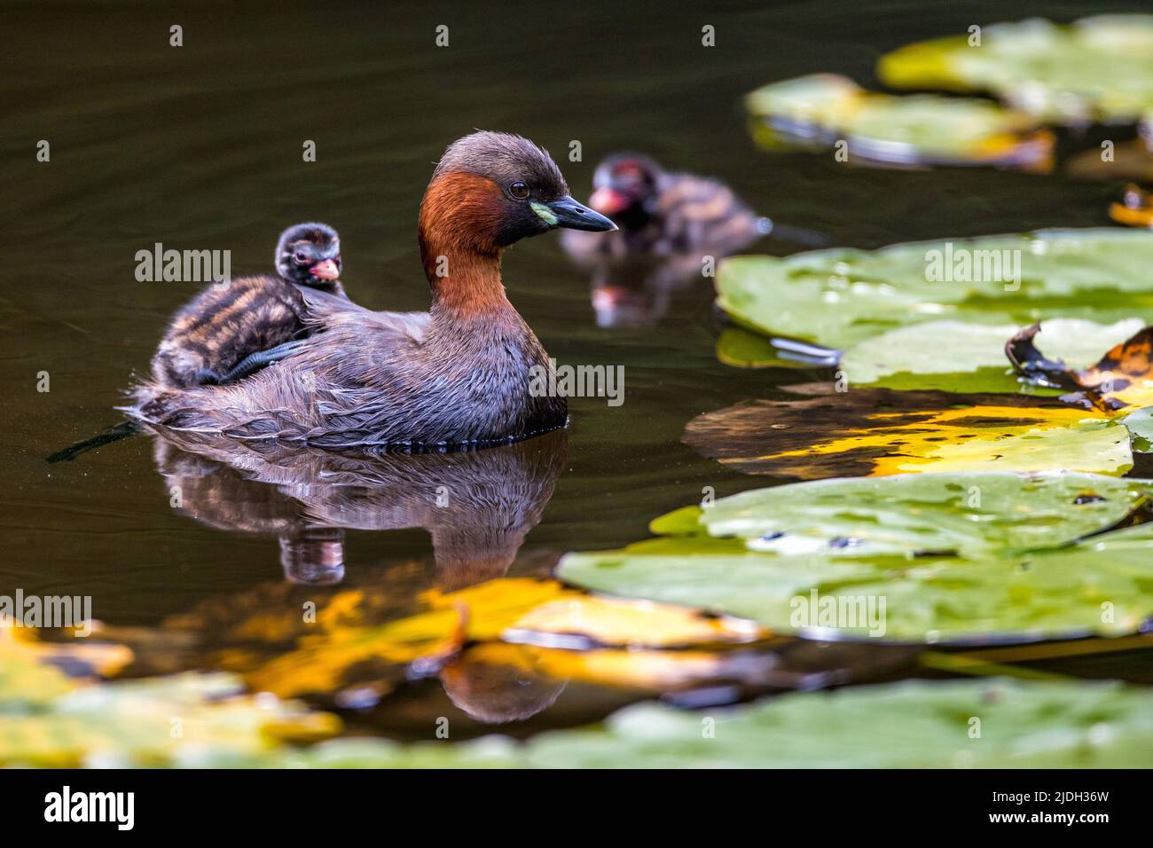 little grebe (Podiceps ruficollis, Tachybaptus ruficollis), swimming ...