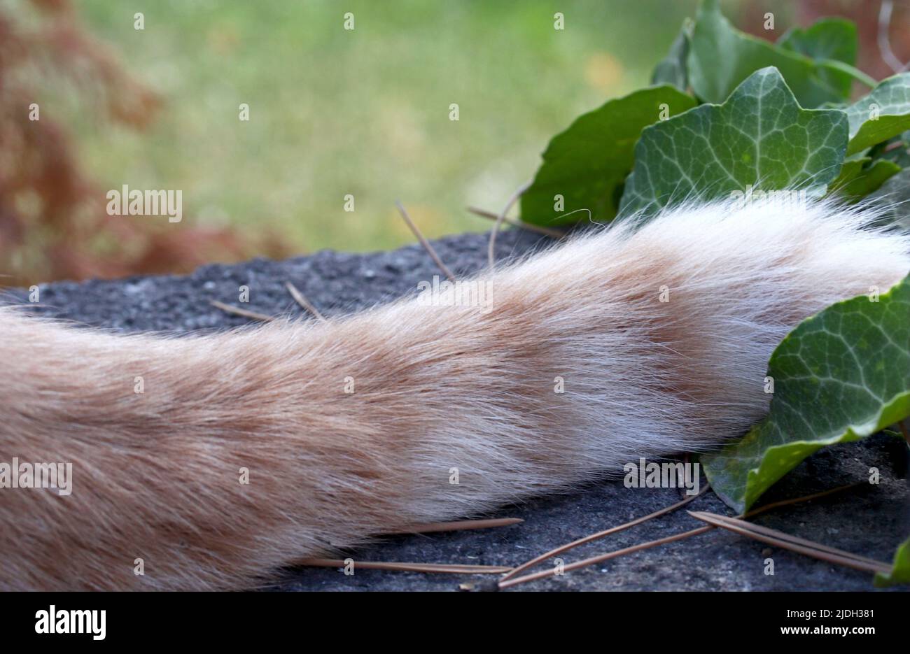 Tail of a cat hi-res stock photography and images - Alamy