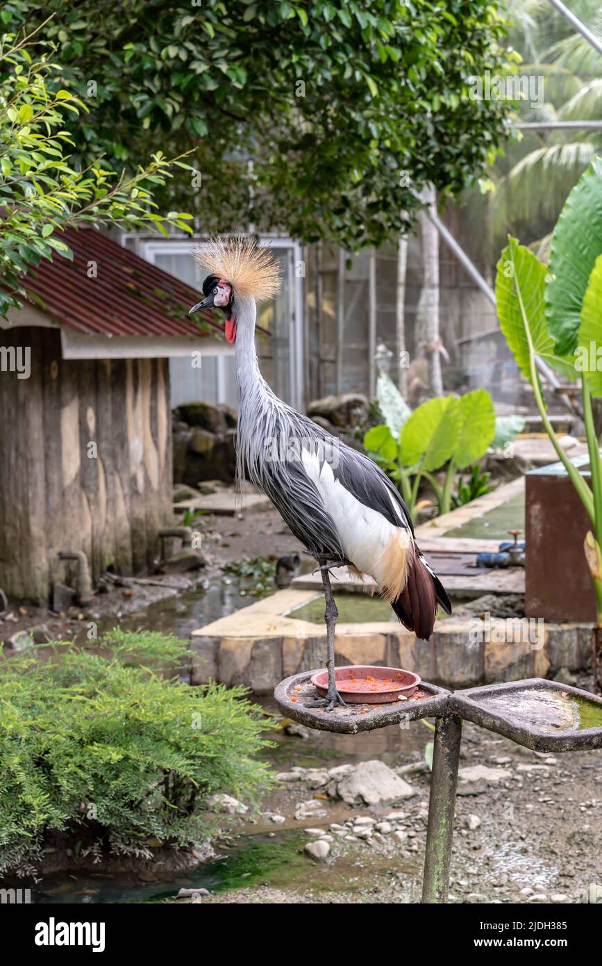 Labuan, Malaysia-June 10, 2021: View of the Labuan Bird Park is a bird ...