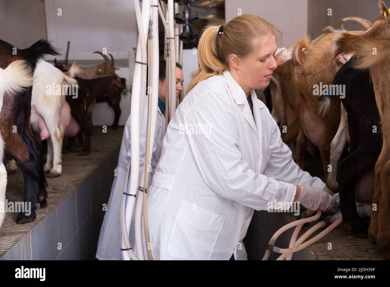 Two women milking goats Stock Photo - Alamy