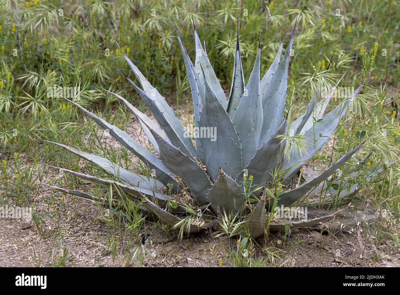 Parry's Agave (Agave parryi, Agave neomexicana), single individual, USA ...