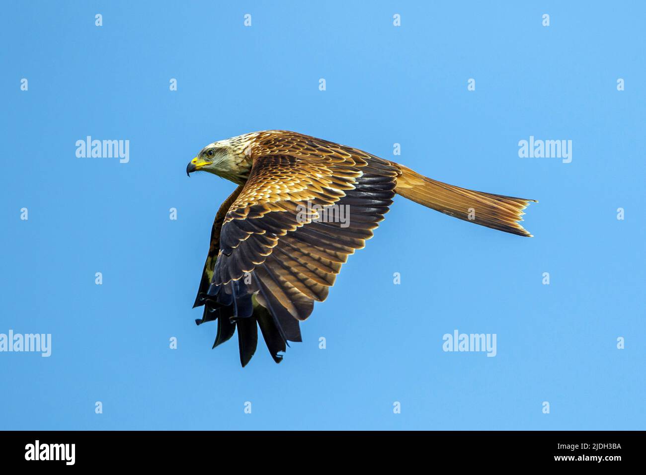red kite (Milvus milvus), in flight, side view, Germany, Baden ...