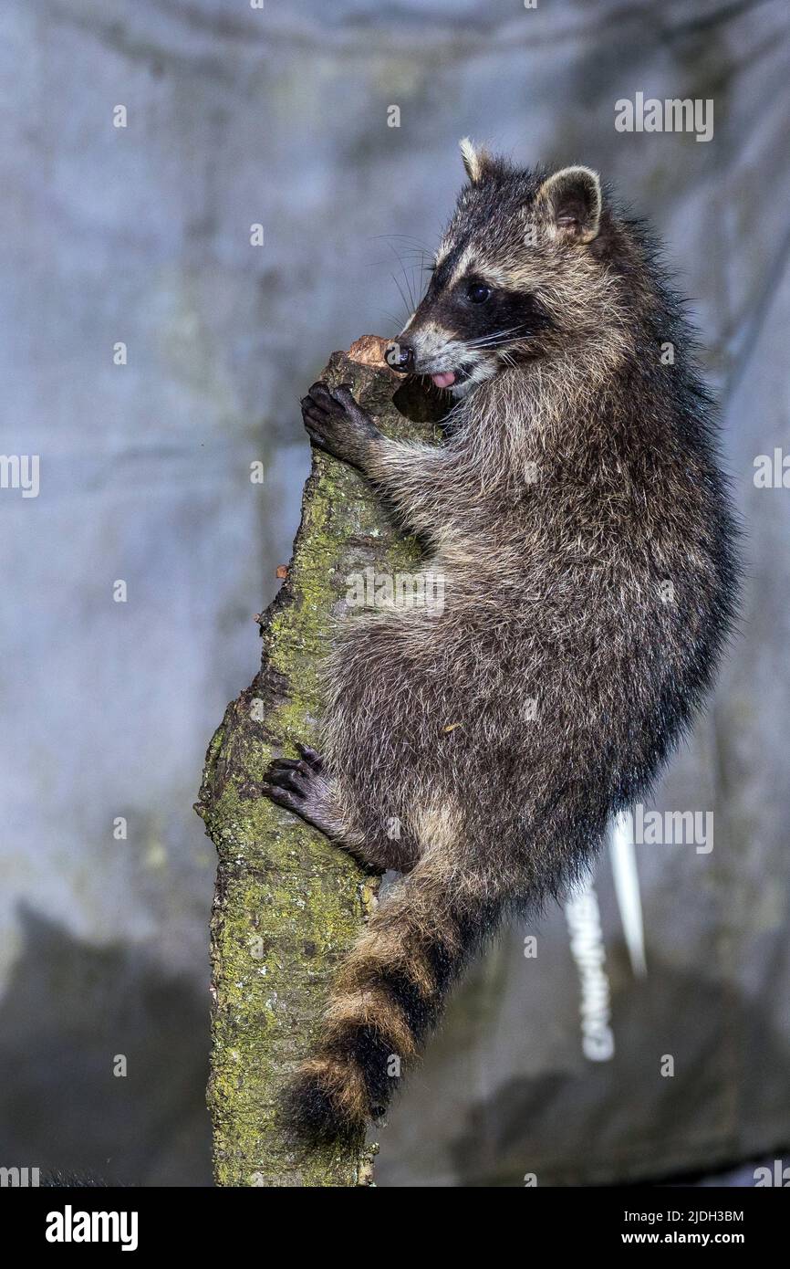 Racoon sitting hi-res stock photography and images - Alamy