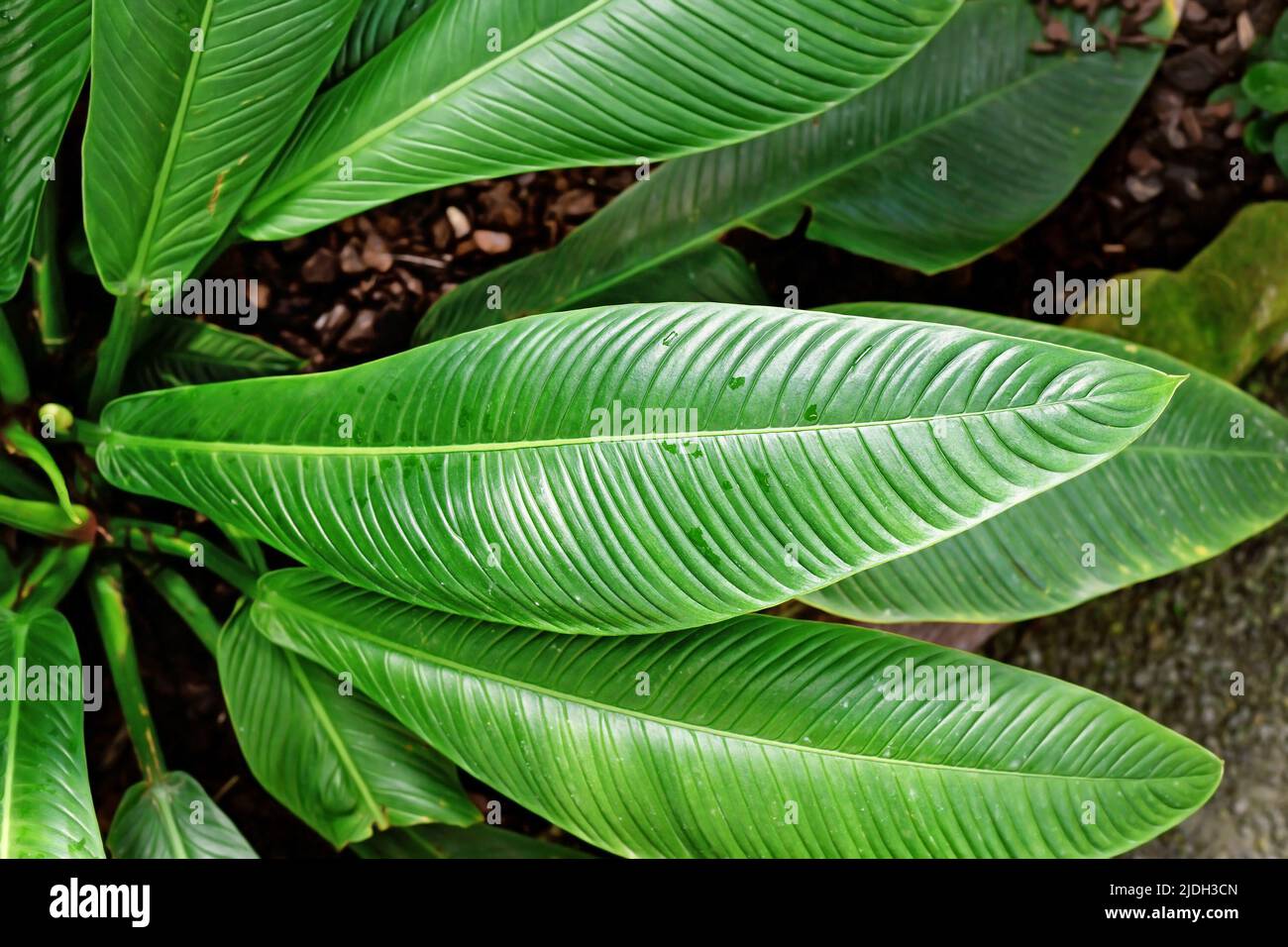 Long leaf of tropical 'Philodendron Wendlandii' plant Stock Photo - Alamy